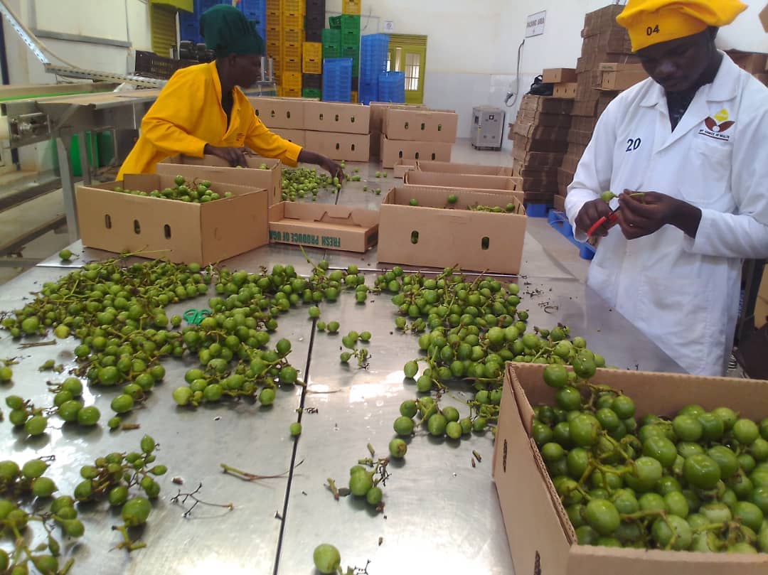 Mkulima Exports Uganda Ltd